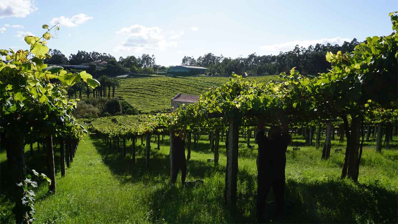 Todo o que debe saber sobre o viño albariño